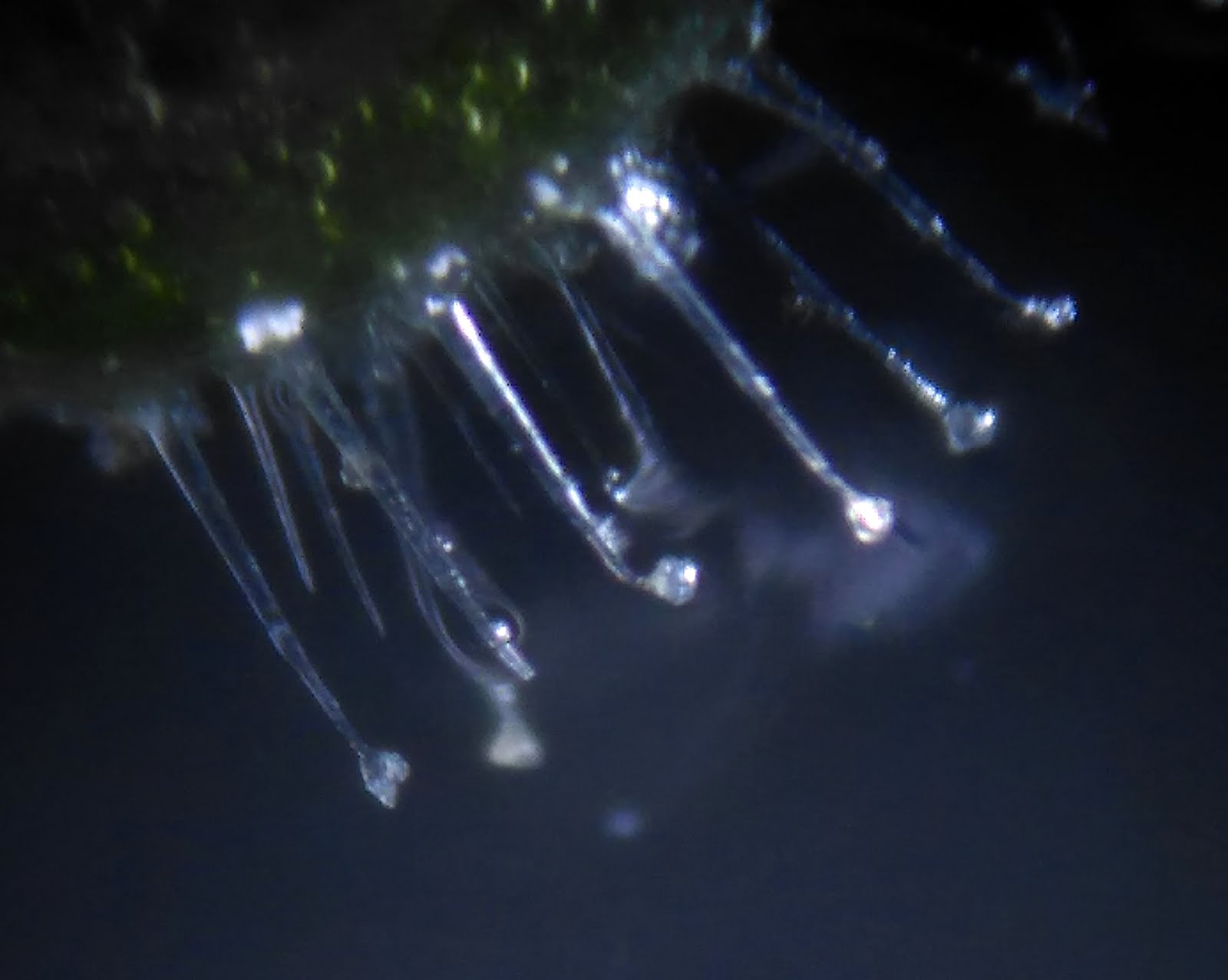 Micro tincion vegetal: OBSERVACIÓN DE TRICOMAS