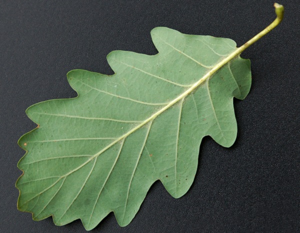 ROBLE ALBAR: Quercus petraea | Plantas rioMoros