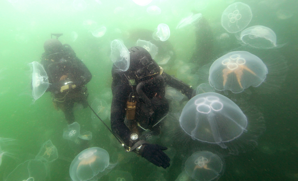 Special Forces From All Over The World: Combat Swimmers