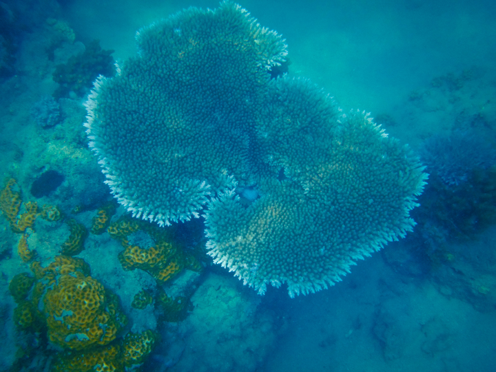 Pohjalla: Korallimeri ja Suuri Valliriutta