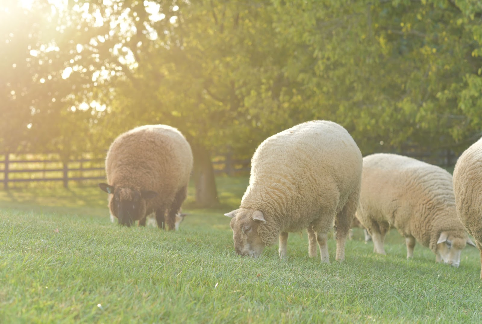 Punkin's Patch: Some Sunday Sheep Shots