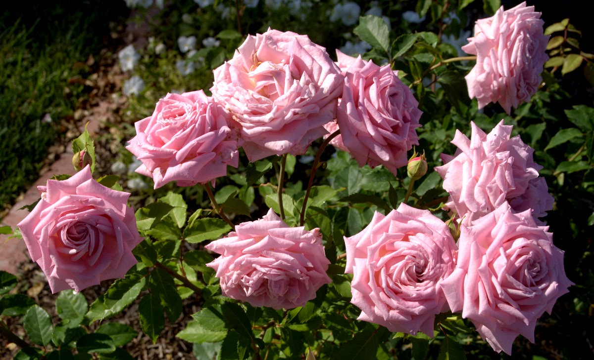 Organic Garden Dreams: July Roses