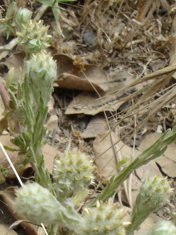 FLORS: Herba cotonera (Filago pyramidata)
