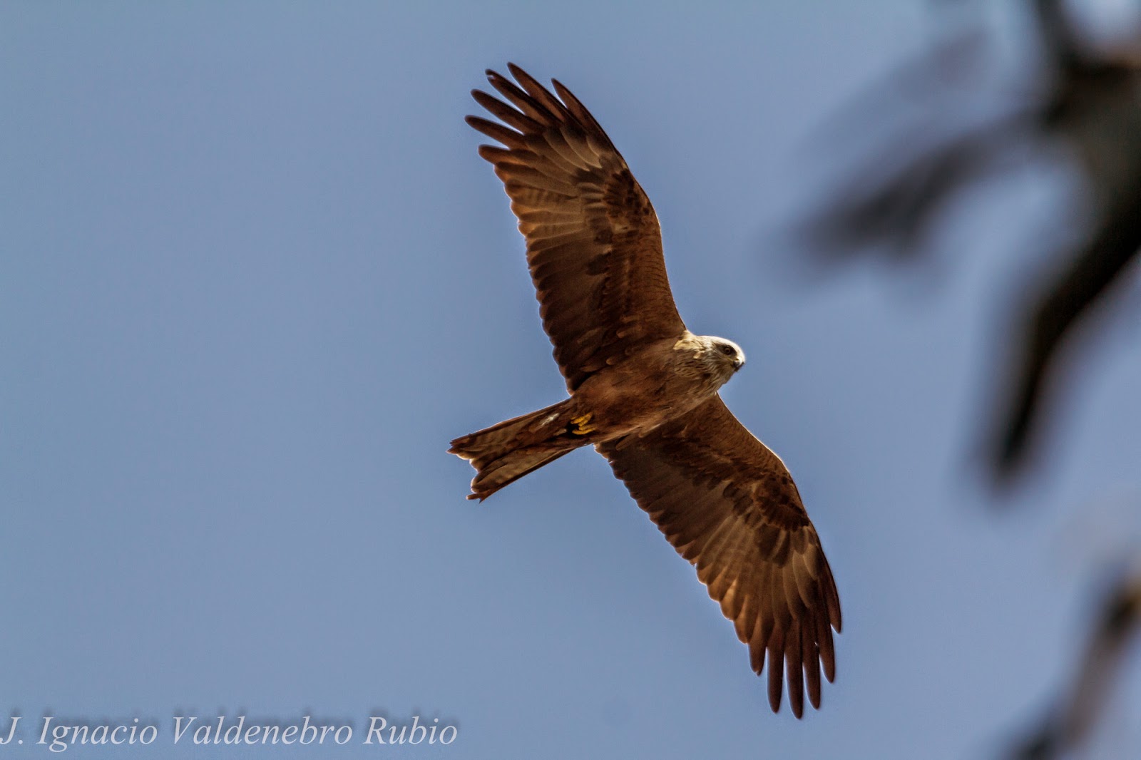 DocNatureBlog: El primero de la temporada. Milano negro (Milvus migrans ...