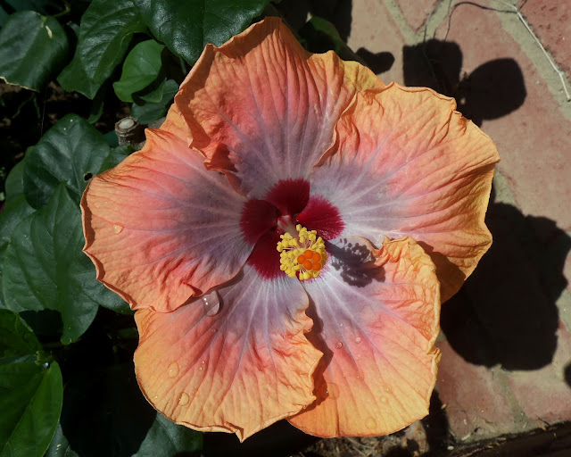 Pacific Sunset Hibiscus Society: 'Voodoo Queen'
