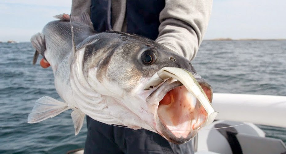 D Heaps fishing adventures: Tackle review: Fiish Black Minnow