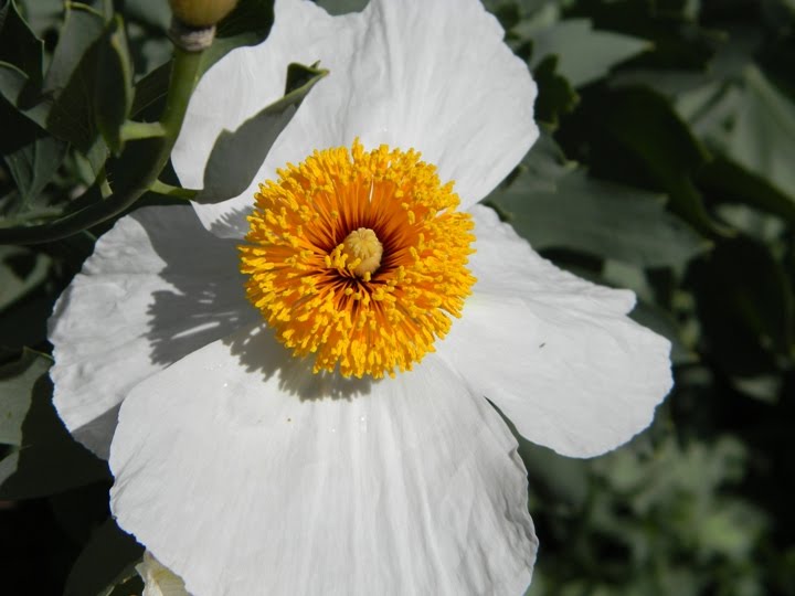 My Own 100 Hikes: Hike 2011.033 -- Above Glendora