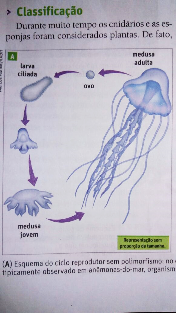 Cm Da Biologia: FILO CNIDARIA
