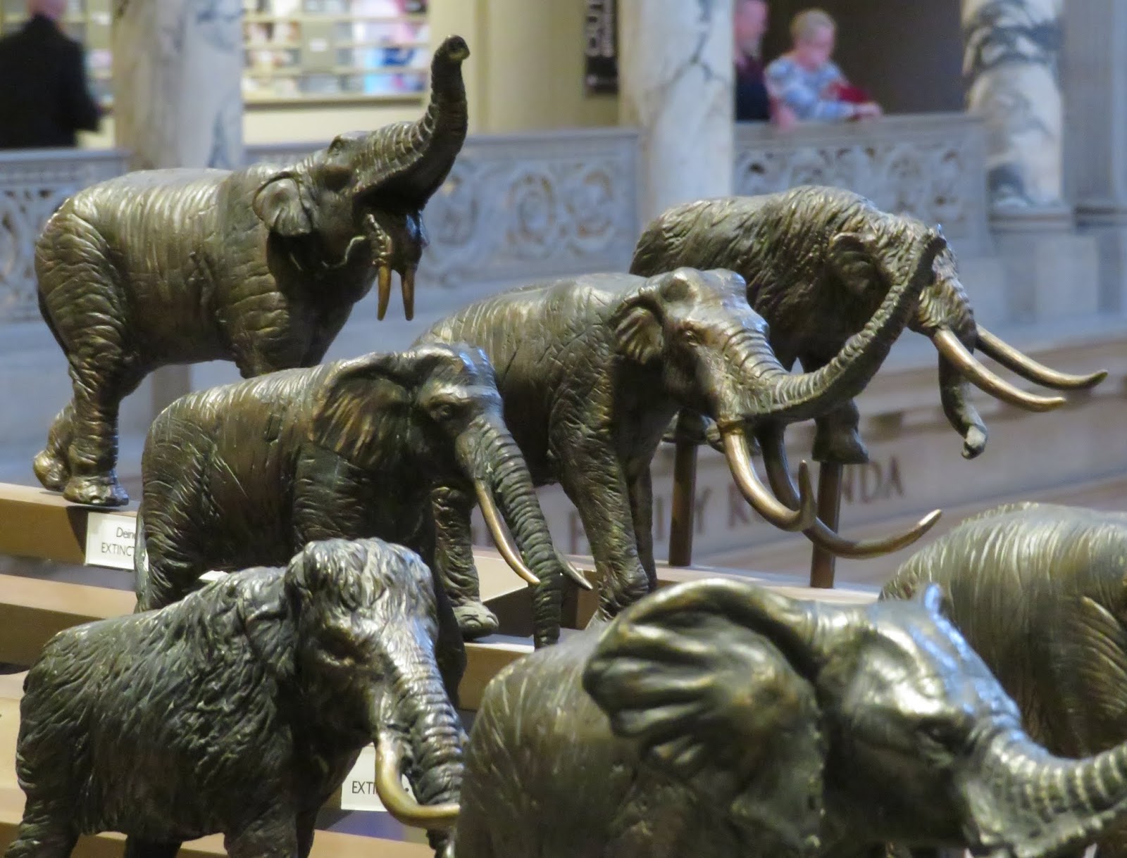 Randuwa II: The National Museum of Natural History: Elephant Evolution