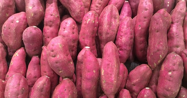 How to Grow Camote - GAT - Gardening At Portal