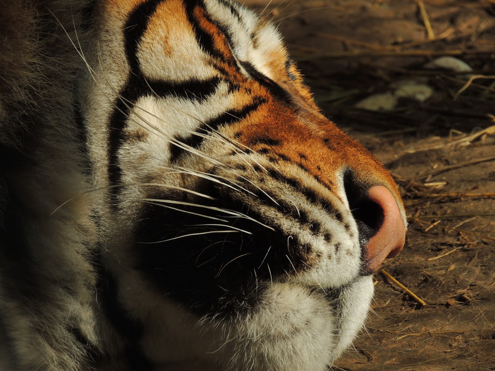 World Bird Sanctuary: 365 Photo Project Year 2