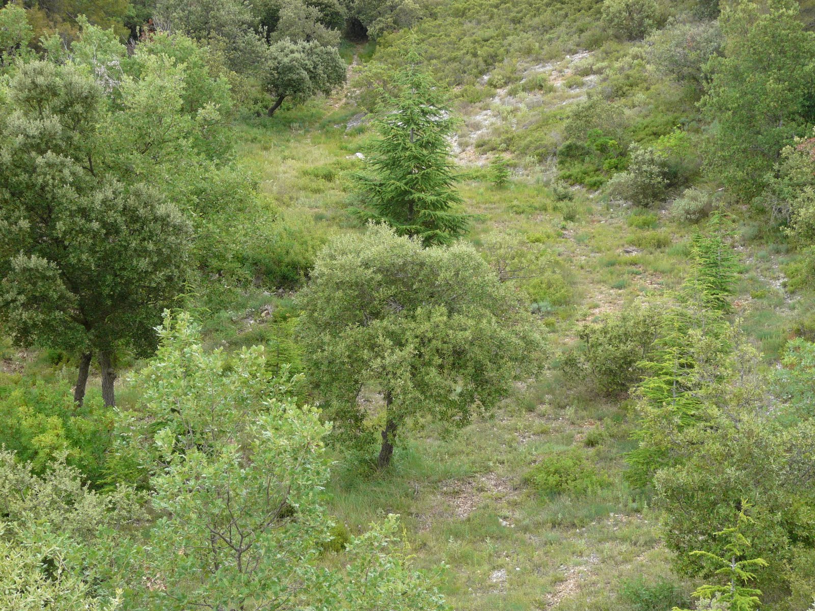 Une forêt en Provence: Jardiner en forêt