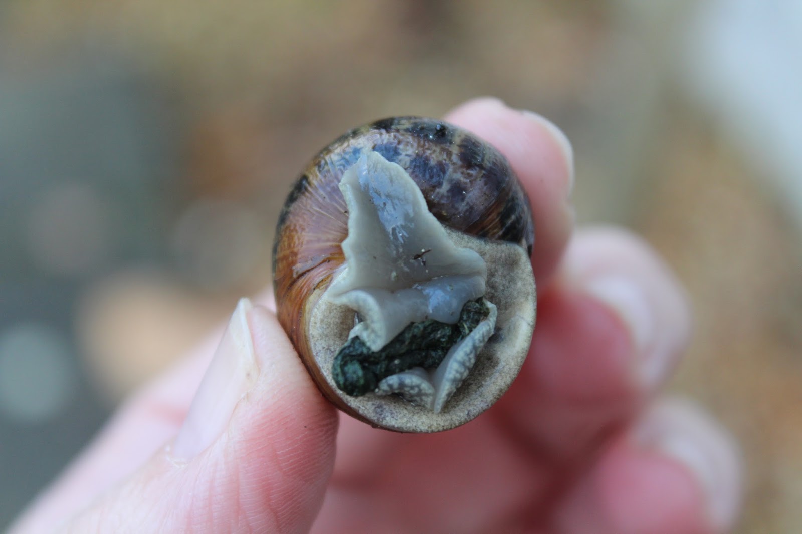 Special Effects - Brave New World: Snail Skin and Mucas