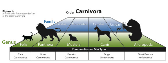 Klasifikasi Ordo Carnivora - BIOSAINS
