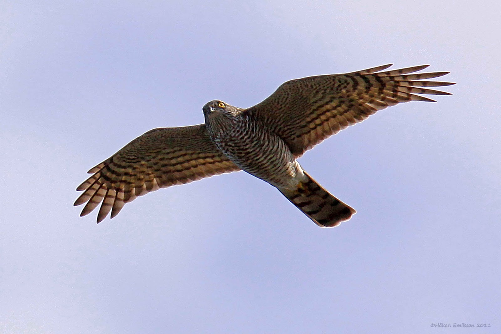nordic wildlife photos: Flying Eurasian Sparrowhawk