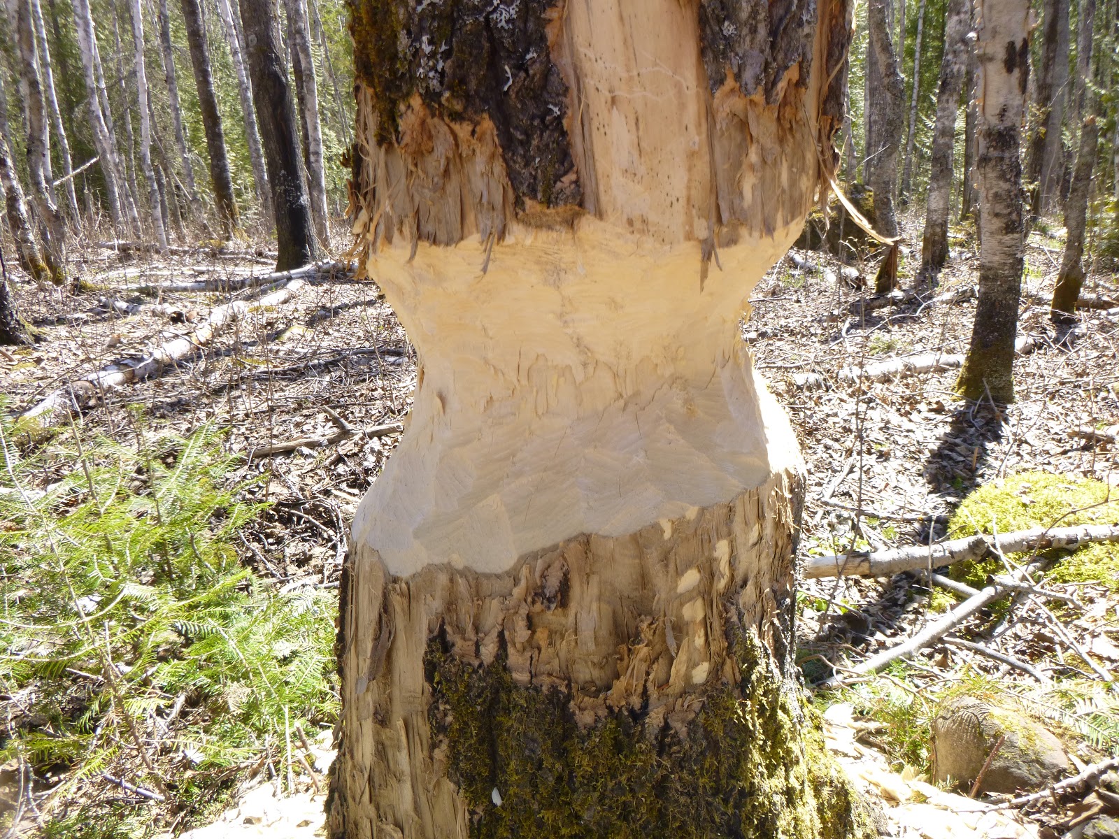 The 1,000-Mile Great Lakes Adventures