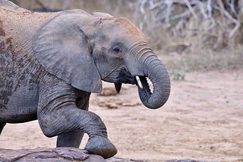 Eric Landsberg Wildlife Photography: S130 Depression - Kruger National Park