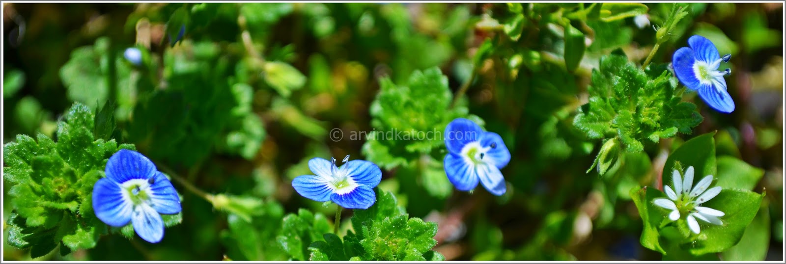 Beautiful World of Tiny Flowers