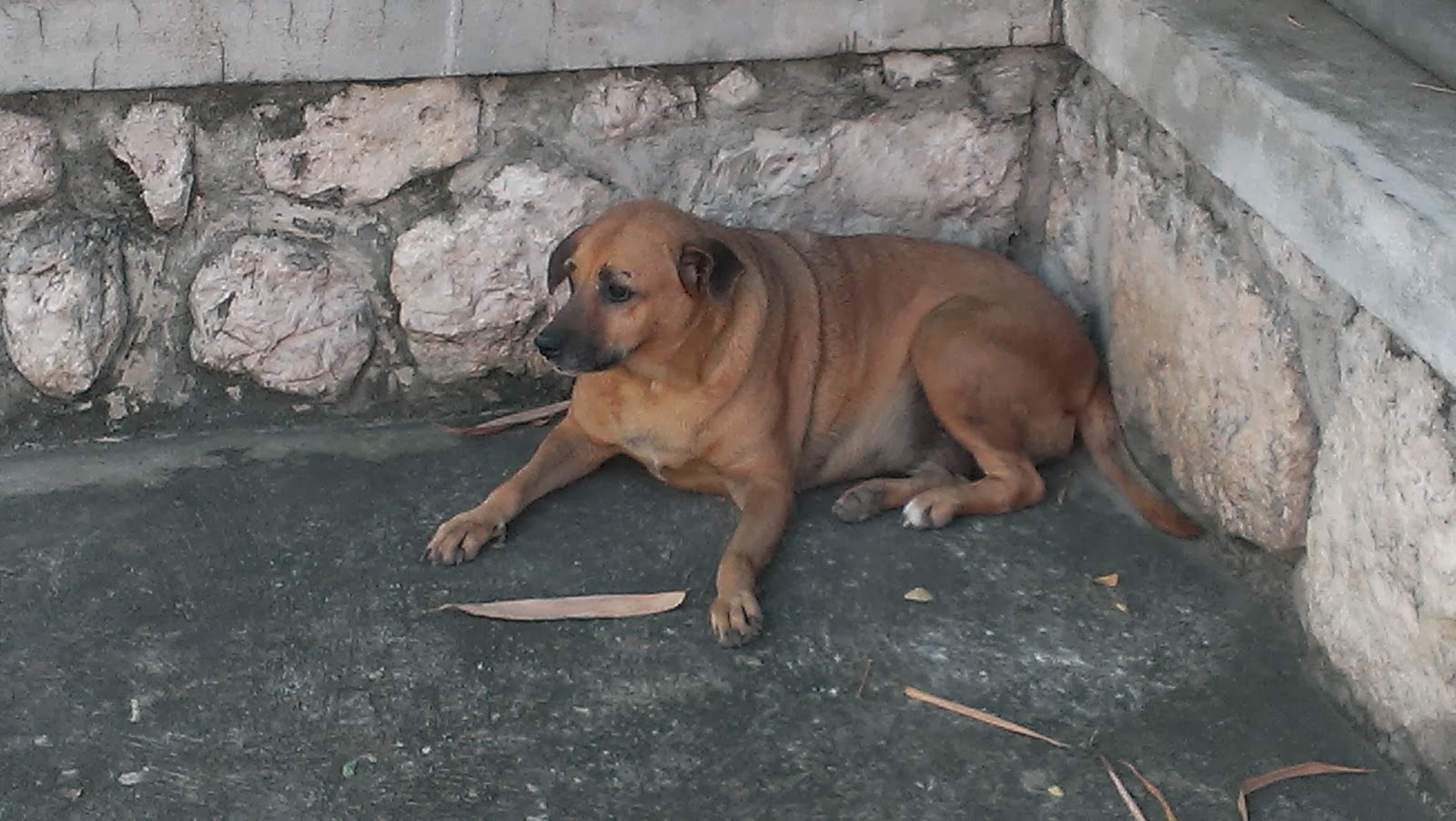 Infectious disease surveillance in Haiti: The Dogs