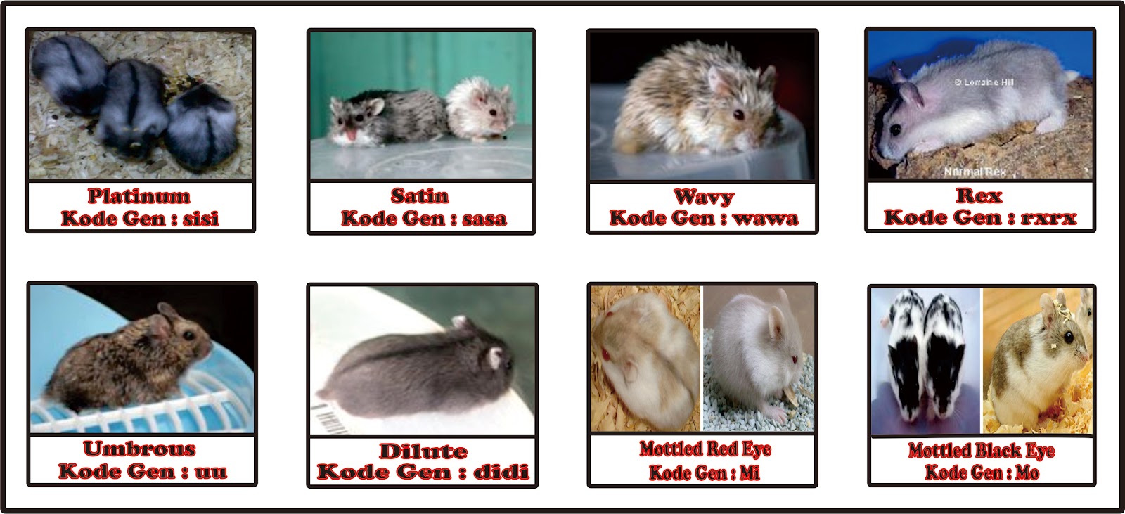 Jenis Jenis Hamster | Hewan Indonesia dan Jual Beli