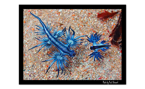 "Glaucus marginatus" e "Glaucus atlanticus", os Dragões Azuis