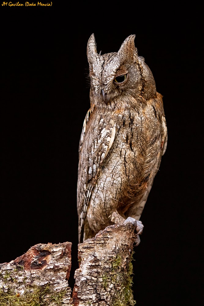 Fotografía de Naturaleza - JM Gavilán: Autillo europeo (Otus scops)