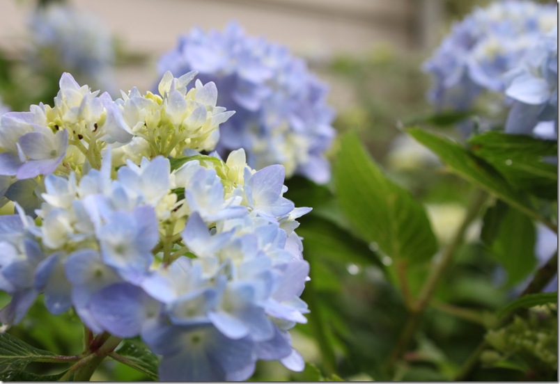 How To Grow Blushing Bride Hydrangea