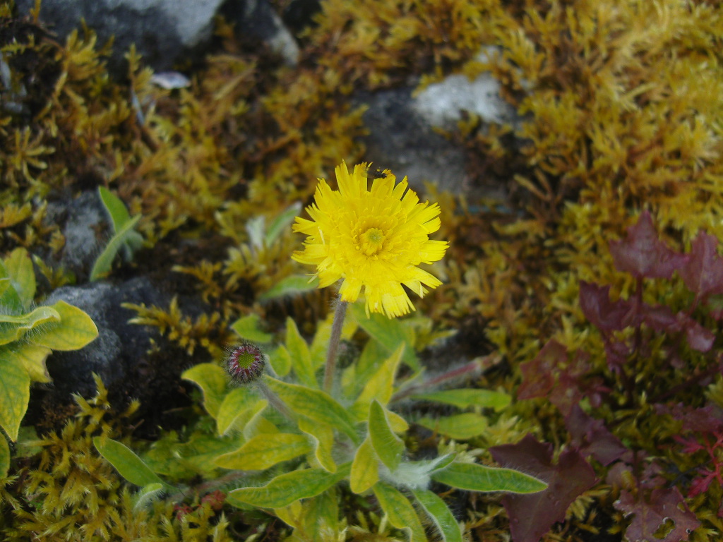 Lisi's Nature Pix: Mouse-eared Hawkweed - Pilosella officinarum
