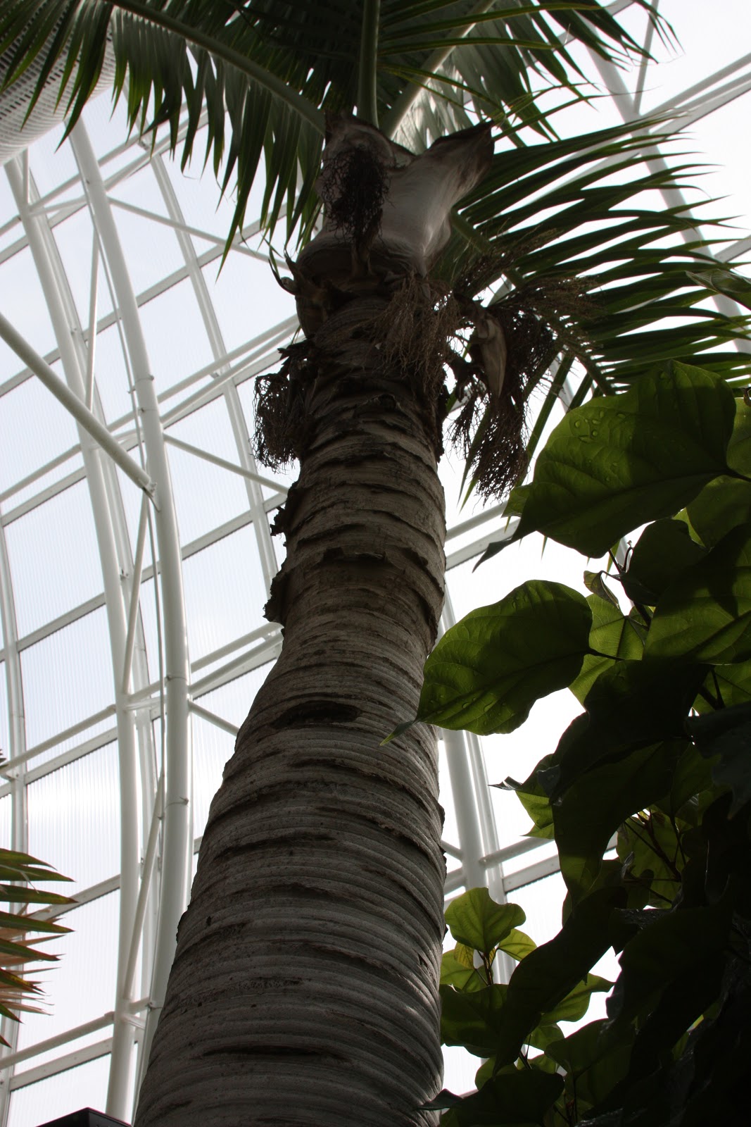 Myriad Botanical Gardens and Crystal Bridge Tropical Conservatory