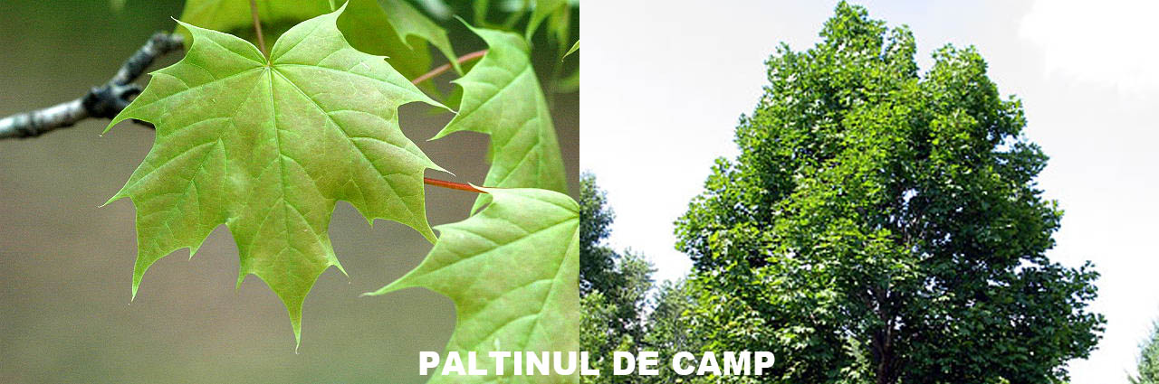 GEOGRAFILIA: 10 specii de foioase din România