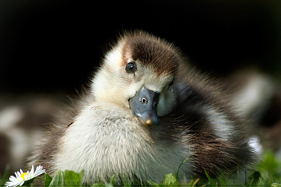 70 Astonishing Cute Baby Animal Pictures - Yokotrix Blog