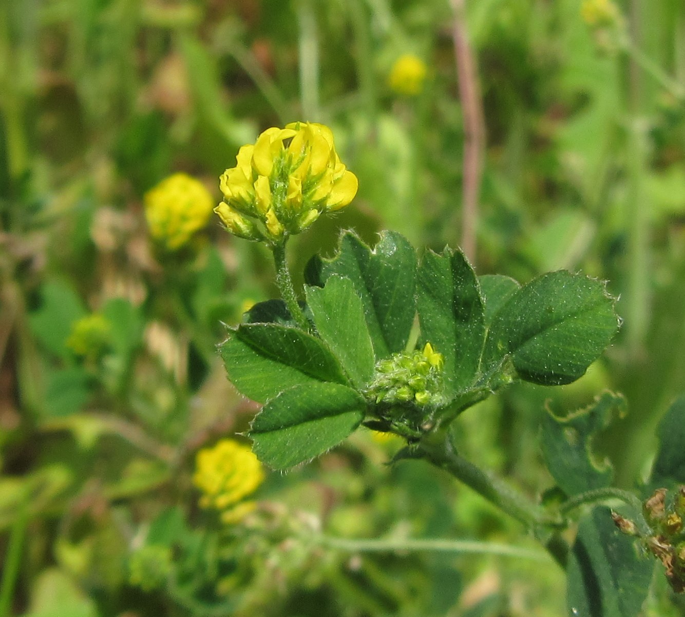 Bug Mad Girl: #30DaysWild day 14 - Great British Wildflower Hunt