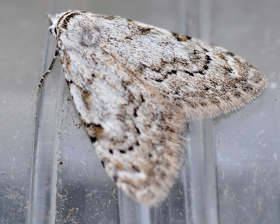 Little Hadham Birding: April moths