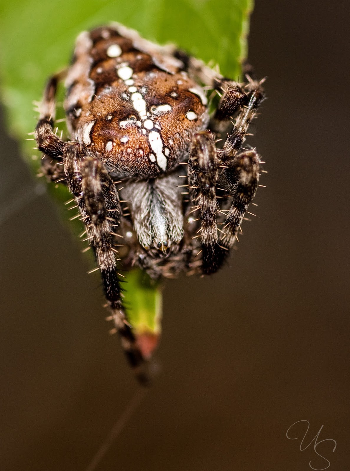 Krzyżak ogrodowy (Araneus diadematus) - Macro Biologa