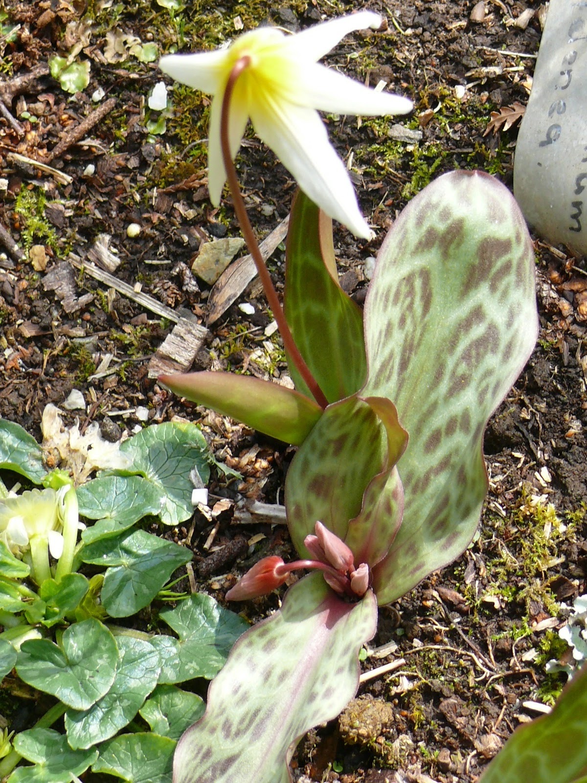 Alpine Garden Society Victorian Group: Perfect Woodland Plants ...