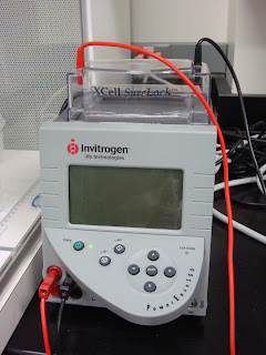 Let's Do Research!: Protein Gel Electrophoresis~Colloidal Blue Staining ...