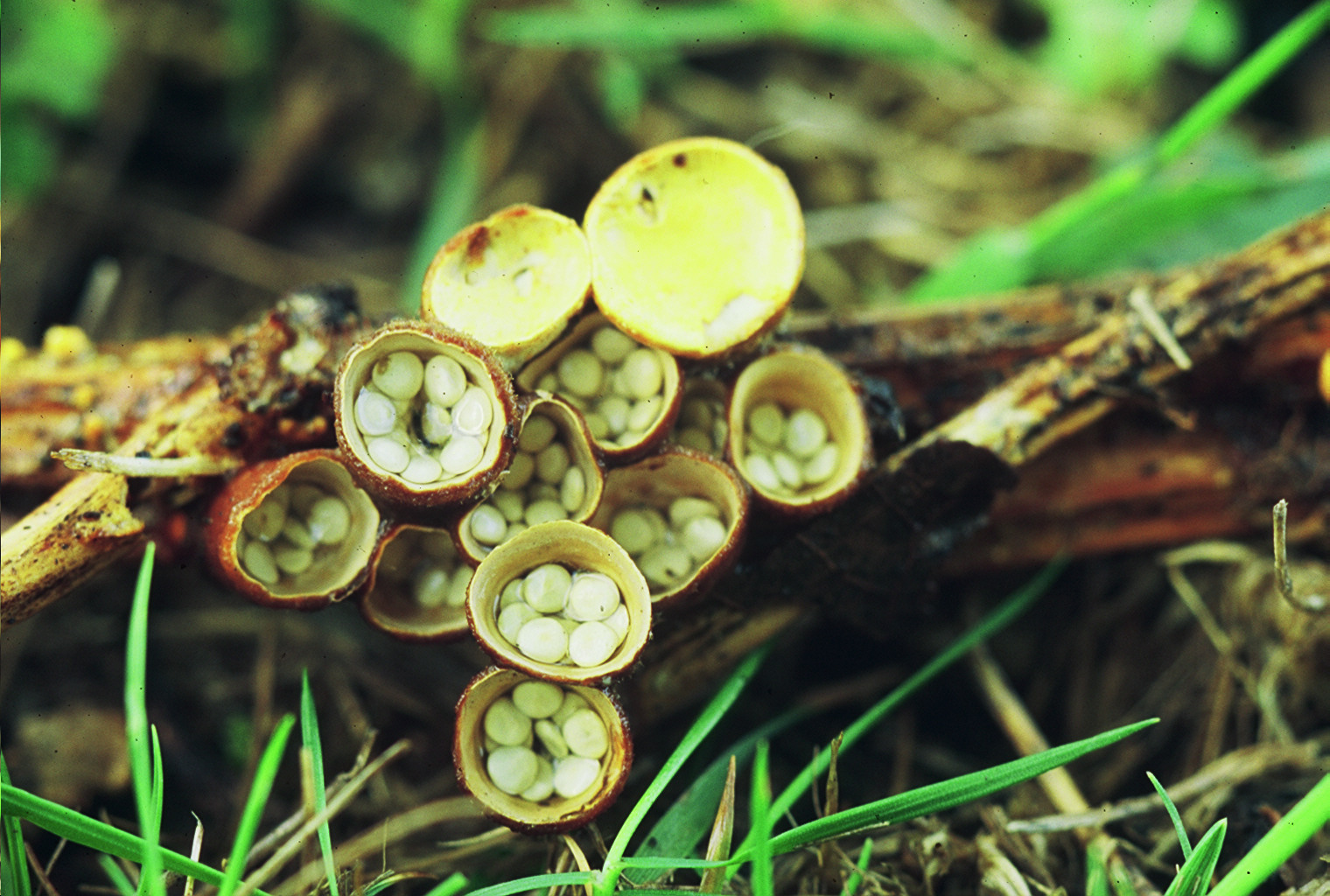FUNGOS DE GALLAECIA Y NORTE DE LUSITANIA: LOS GASTEROMYCETES EPIGEOS