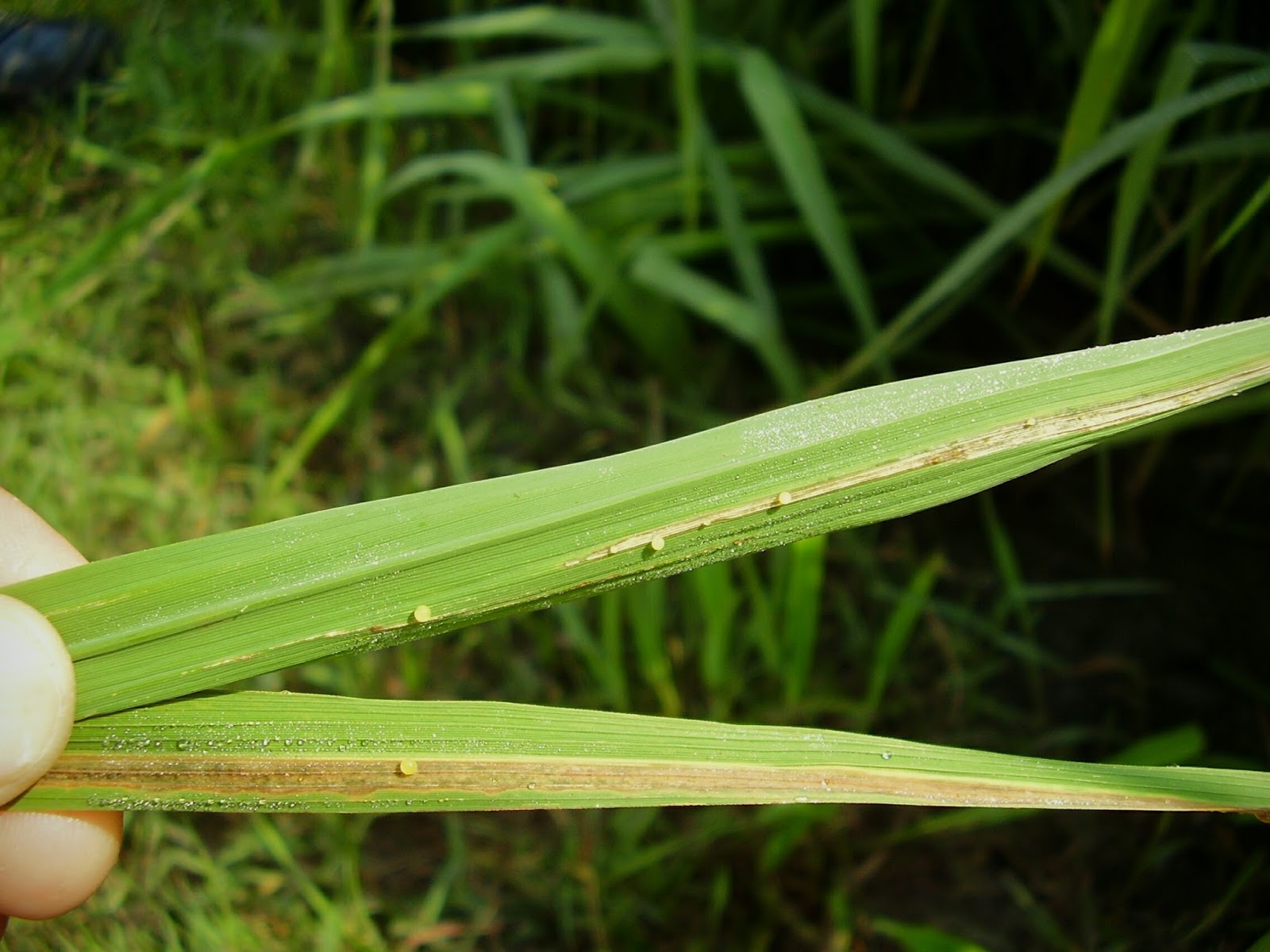 ID BuDDy: PLANT PATHOLOGY :- Disease of Field Crops and Their Management