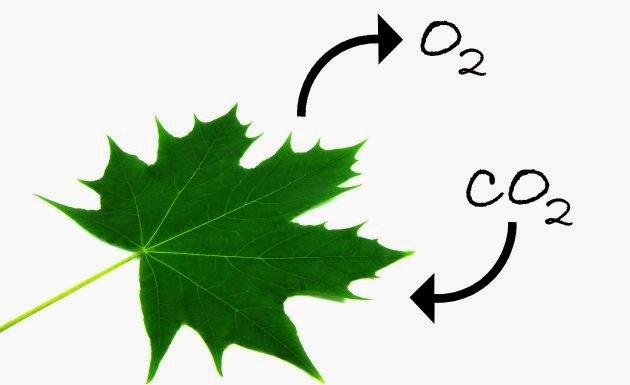 Tabla periodica de los elementos: Oxigeno (O)