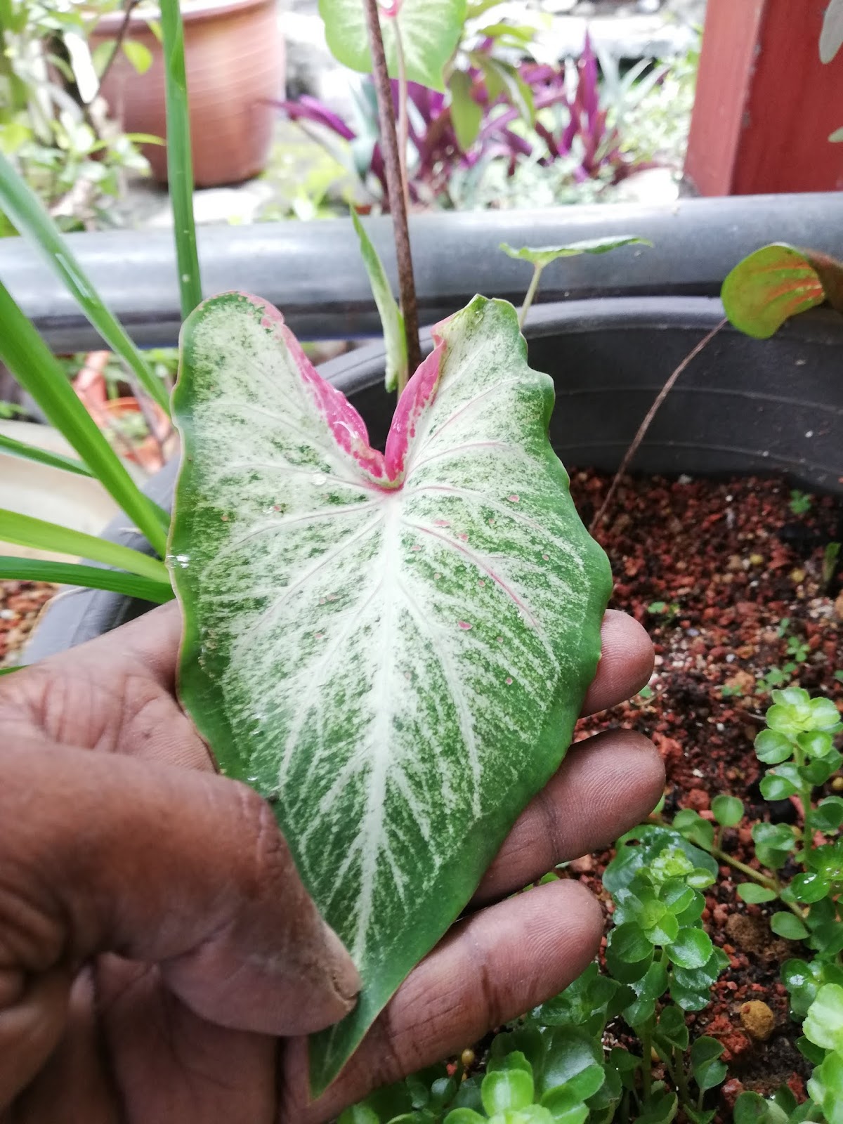 Garden Chronicles of James David: Garden Landscaping - Caladium sp.