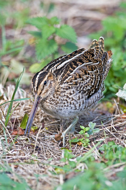 PETER'S PORTFOLIO..............Bird & Wildlife Photography: Great Snipe