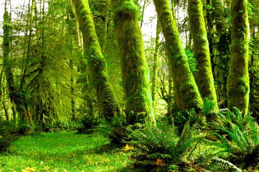 Redefining the Face Of Beauty : 10 MOST BEAUTIFUL FORESTS IN THE WORLD!