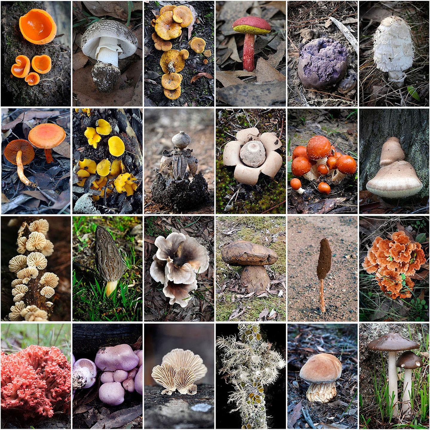 Fungimap's Blog: Fungi of Central Victoria's Box-Gum Grassy Woodlands ...