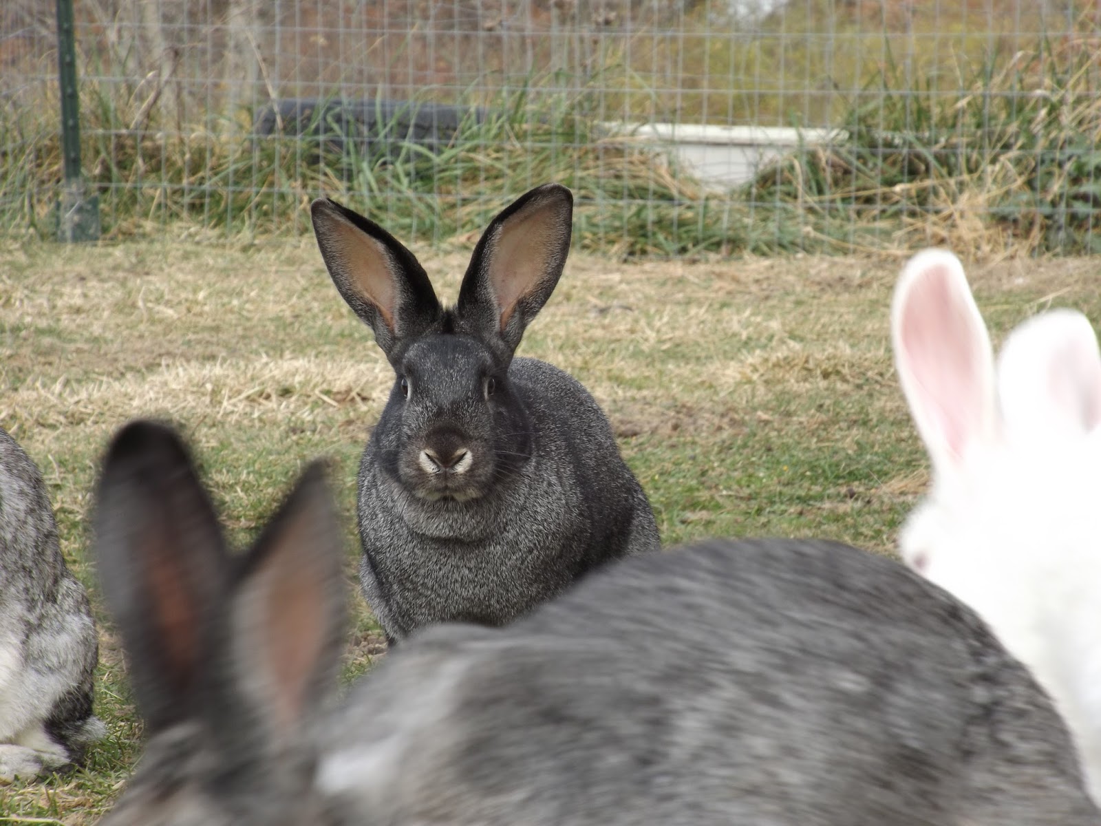 Little Bear Swamp Farm Australian Shepherds With Tails: Rabbits