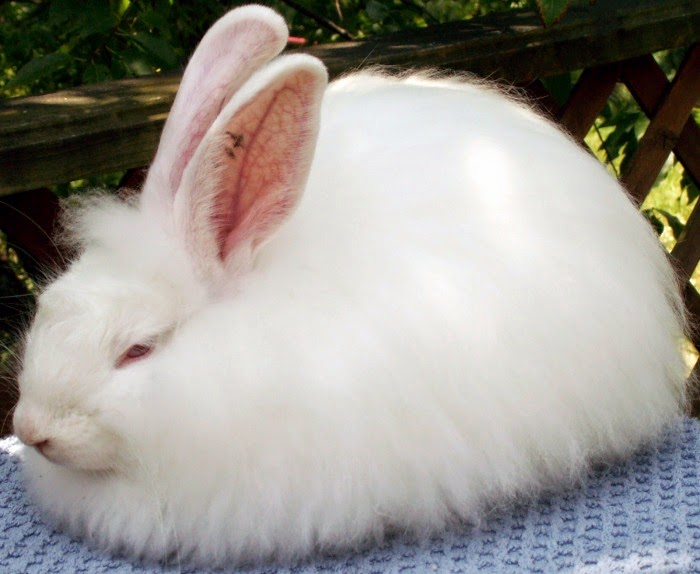 Conejo de angora