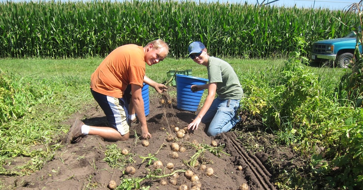 IowaVegetables: Commercial Potato Production Guide IowaVegetables: Commercial Potato Production Guide