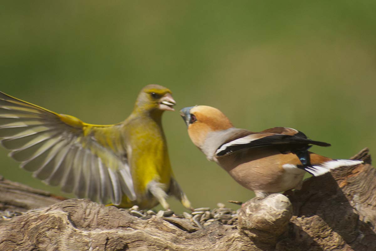 Riserva Naturale Regionale e Oasi WWF dei Ghirardi: Capanno fotografico ...