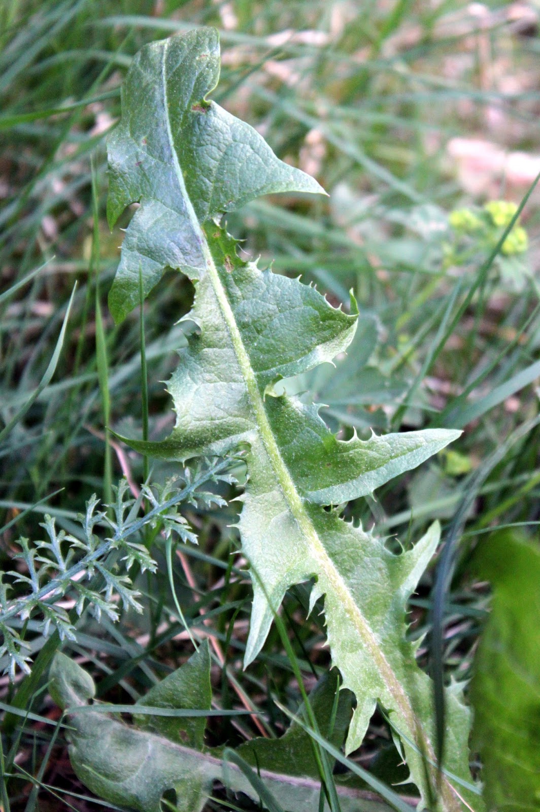 Kasveja Suomesta: Voikukka (Taraxacum officinale)