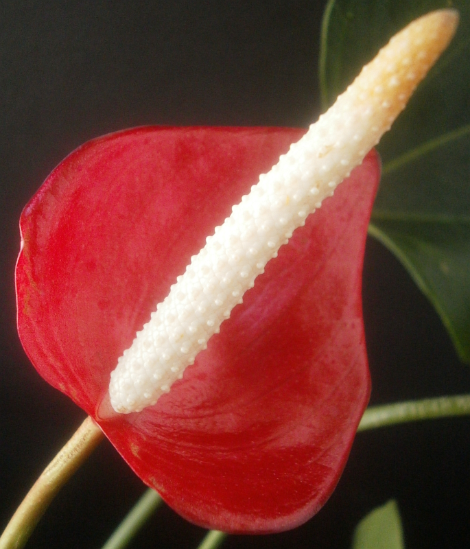 Plants are the Strangest People: Anthurium no. 0228 "Hoku Mama Swamp"