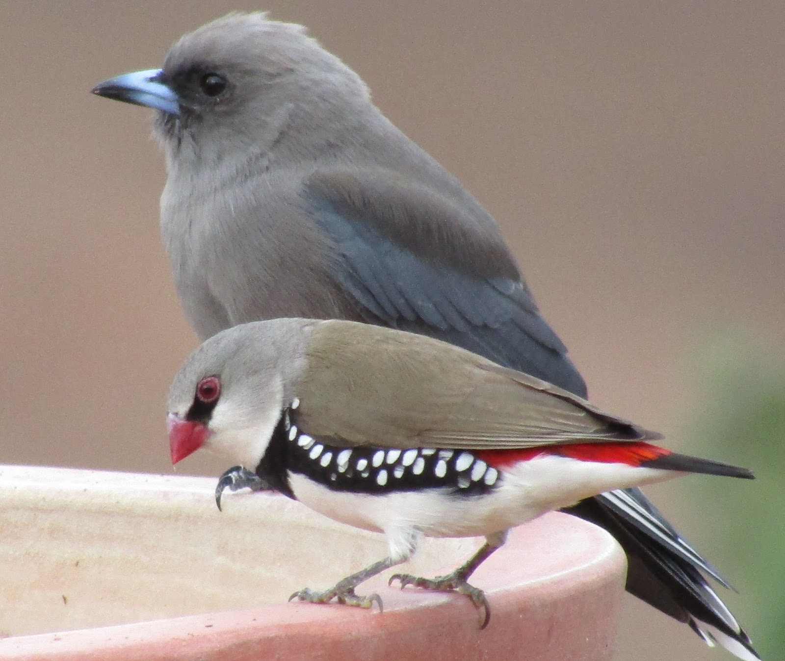 Birdlifesaving: 26: THE CHEEPERS Part 1